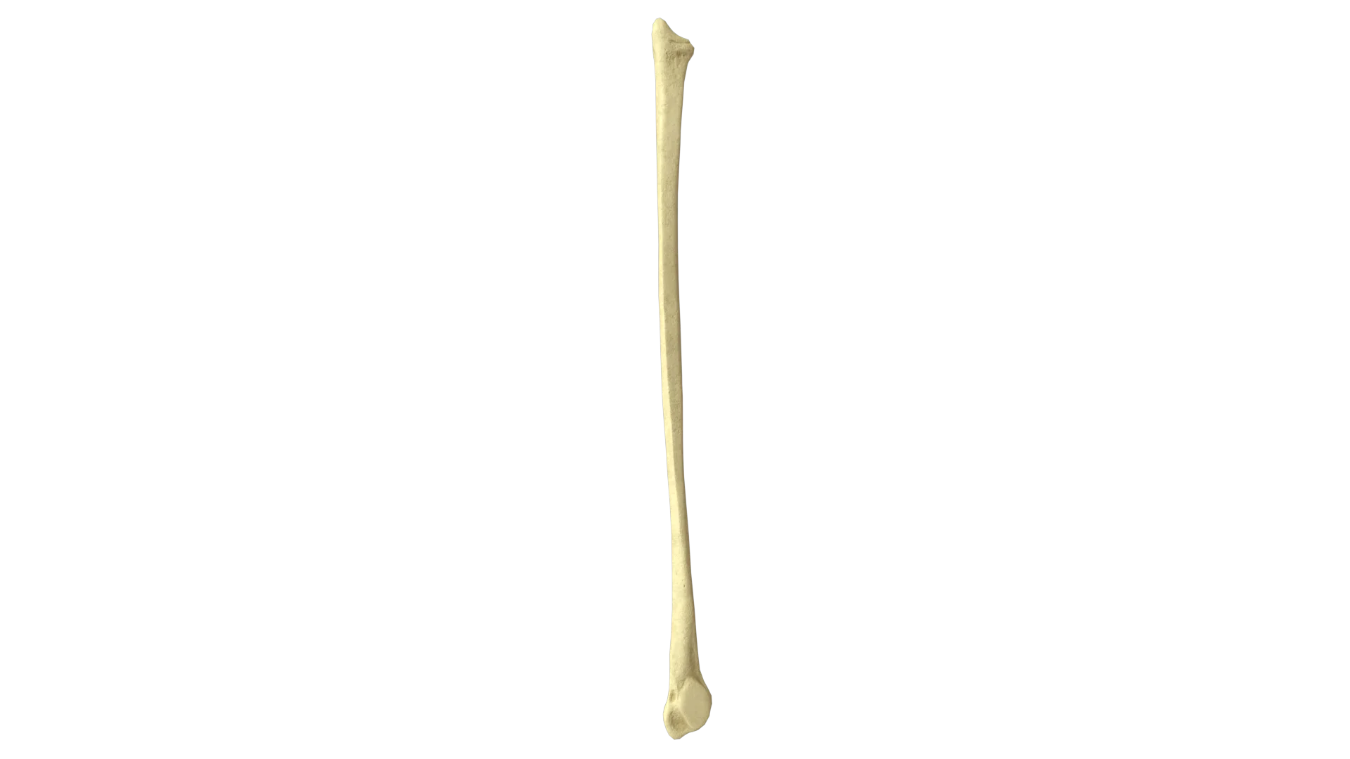 3D Anatomy Model of Bones of Foot (Left) | VOKA